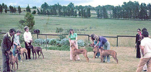 THE HISTORY OF GLENAHOLM RIDGEBACKS - GLENAHOLM RHODESIAN RIDGEBACKS