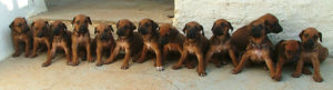 PUPPIES - GLENAHOLM RHODESIAN RIDGEBACKS