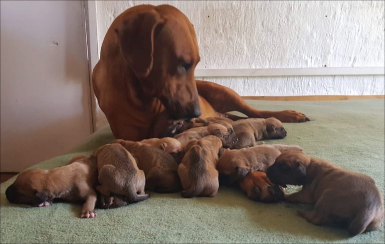 PUPPIES - GLENAHOLM RHODESIAN RIDGEBACKS