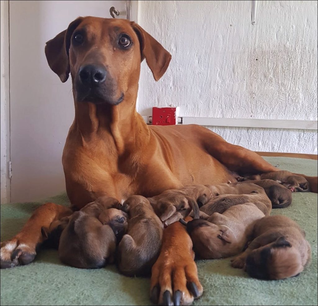 PUPPIES - GLENAHOLM RHODESIAN RIDGEBACKS