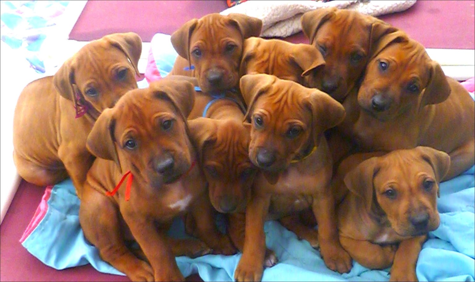 PUPPIES - GLENAHOLM RHODESIAN RIDGEBACKS