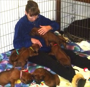 PUPPIES - GLENAHOLM RHODESIAN RIDGEBACKS