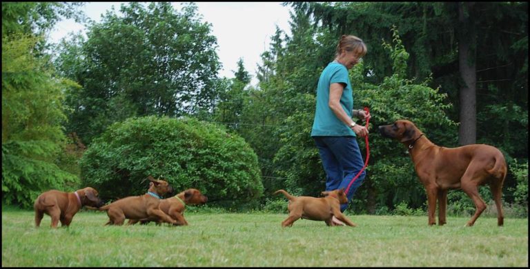 PUPPIES - GLENAHOLM RHODESIAN RIDGEBACKS