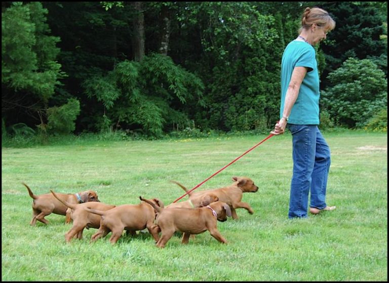 PUPPIES - GLENAHOLM RHODESIAN RIDGEBACKS