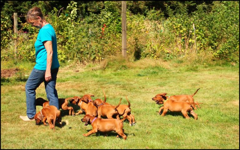 PUPPIES - GLENAHOLM RHODESIAN RIDGEBACKS