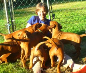 PUPPIES - GLENAHOLM RHODESIAN RIDGEBACKS