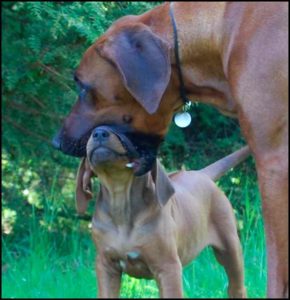 PUPPIES - GLENAHOLM RHODESIAN RIDGEBACKS