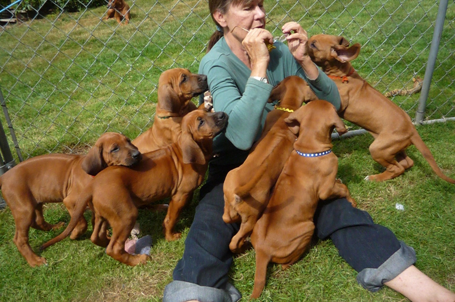 PUPPIES - GLENAHOLM RHODESIAN RIDGEBACKS