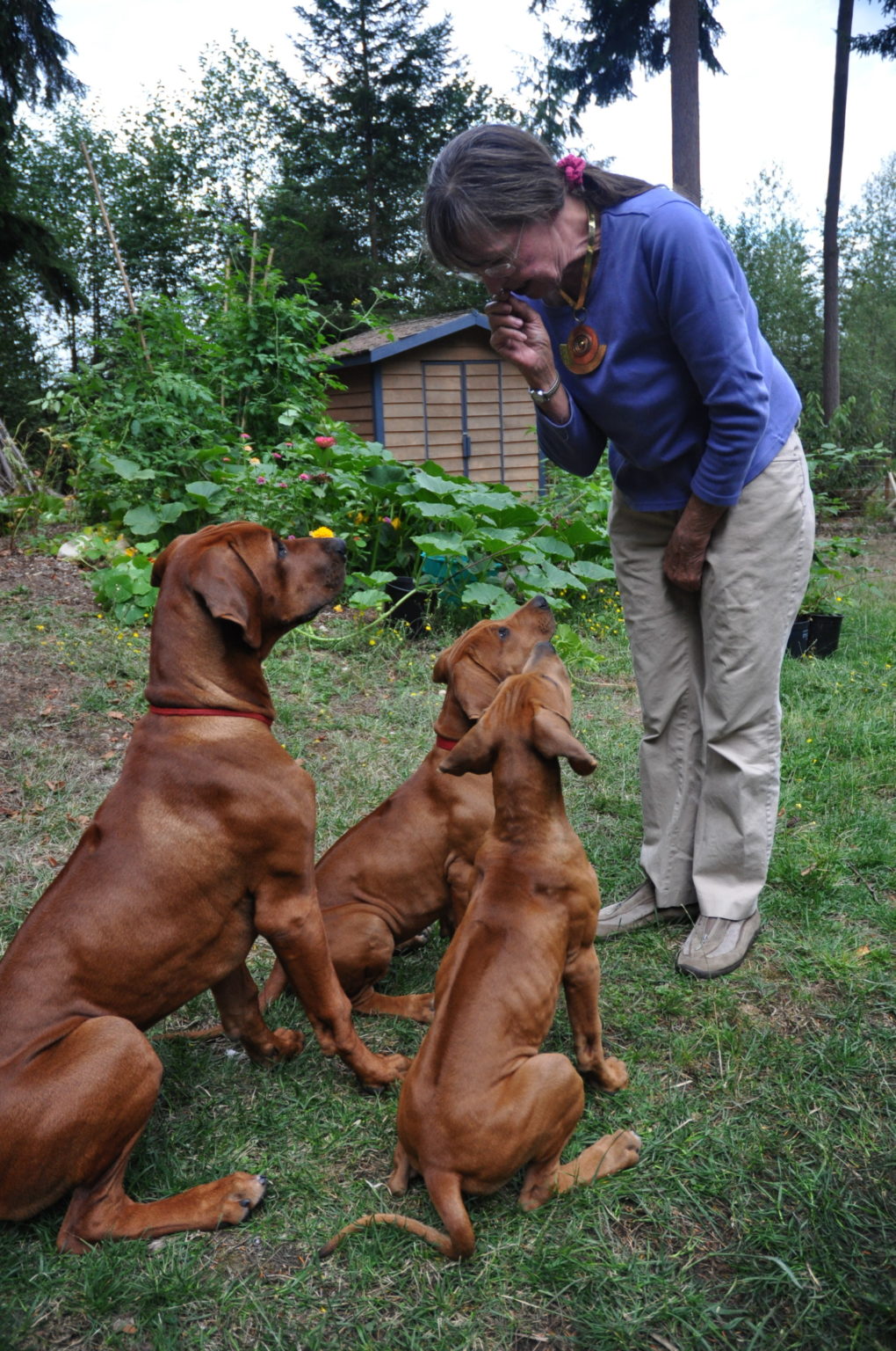 PUPPIES - GLENAHOLM RHODESIAN RIDGEBACKS
