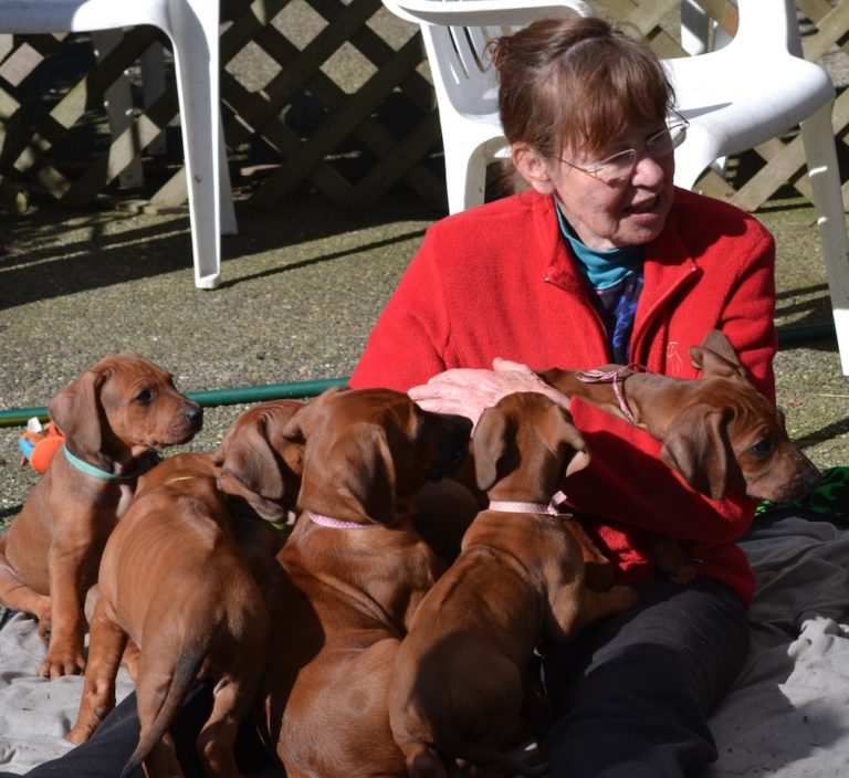 PUPPIES - GLENAHOLM RHODESIAN RIDGEBACKS