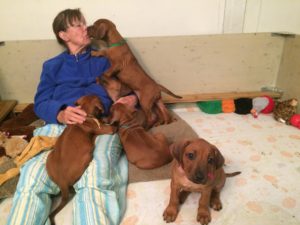 PUPPIES - GLENAHOLM RHODESIAN RIDGEBACKS