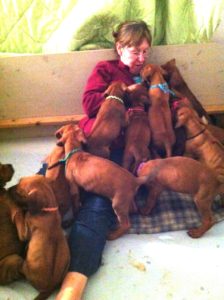 PUPPIES - GLENAHOLM RHODESIAN RIDGEBACKS